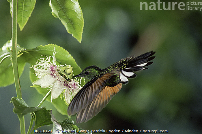 Stock photo of Stripe-tailed Hummingbird (Eupherusa eximia) feeding on ...