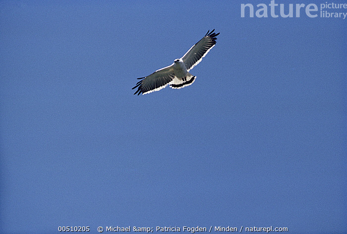 Stock photo of White Hawk (Leucopternis albicollis) flying over ...