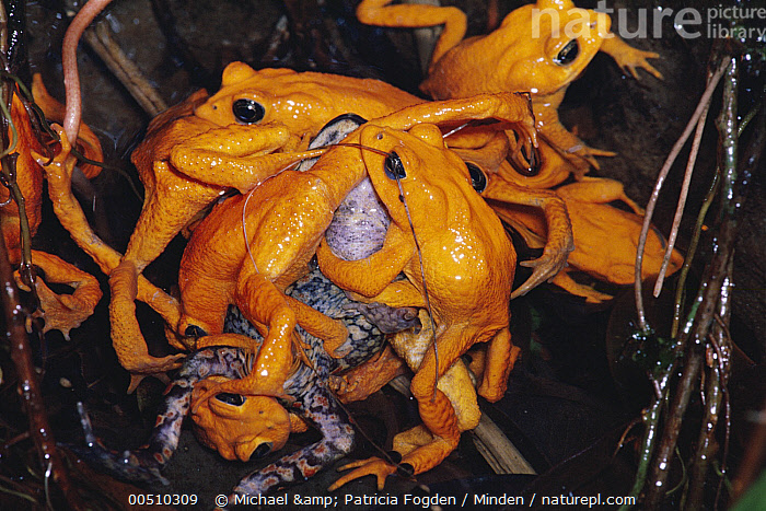 Stock photo of Golden Toad (Bufo periglenes) males, breeding ...