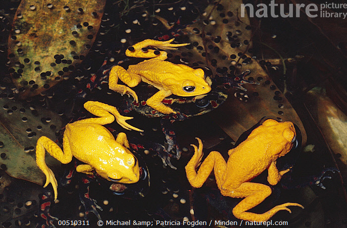 Stock photo of Golden Toad (Bufo periglenes) male breeding aggregation ...