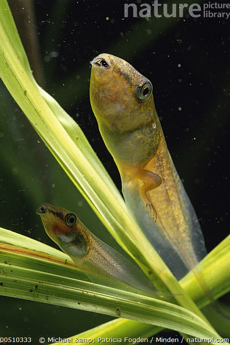 Red Eyed Tree Frog Tadpole WEC218/UW259: The Cuban Treefrog In Florida
