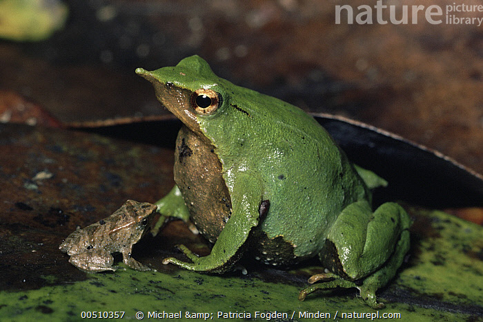 Stock photo of Darwin's Frog (Rhinoderma darwinii) male with froglets ...
