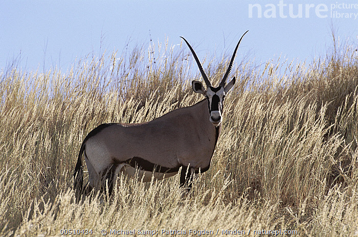 Stock photo of Gemsbok (Oryx gazella) profile, side view, Kalahari ...