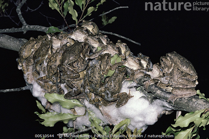 Stock photo of Grey Tree Frog (Chiromantis xerampelina) group co-operative foam nesting ...