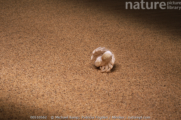 Stock photo of Wheel Spider (Carparachne aureoflava) wheeling across ...