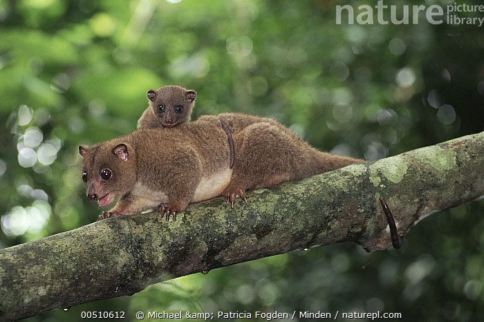 Stock photo of Dwarf Cuscus (Strigocuscus celebensis) mother and young ...