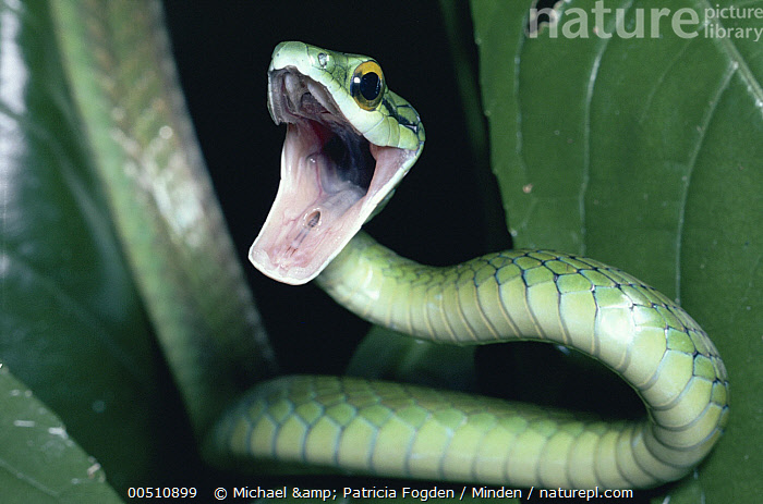 Stock photo of Parrot Snake (Leptophis ahaetulla) defensive threat ...