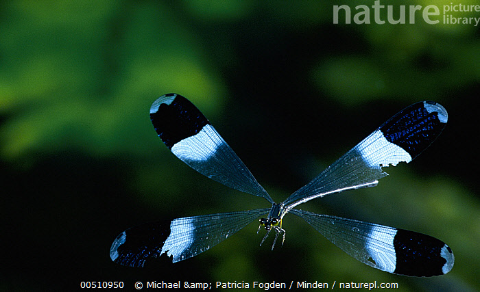 Stock photo of Blue Helicopter Damselfly (Megaloprepus coerulatus ...