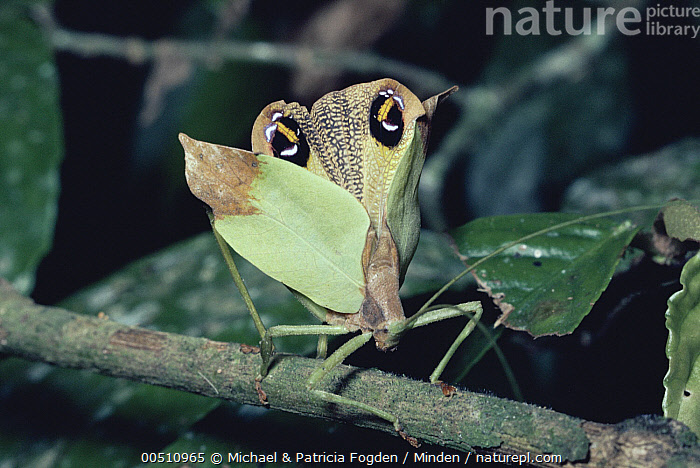 Stock photo of Katydid (Ommatoptera sp) in threat display showing false ...