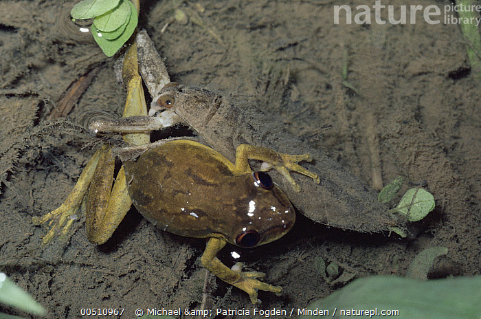 Stock photo of Giant Water Bug (Belostoma sp) predating a frog ...