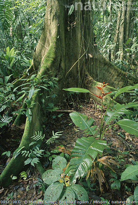 Stock photo of Heliconia (Heliconia irrasa) and buttress roots in ...