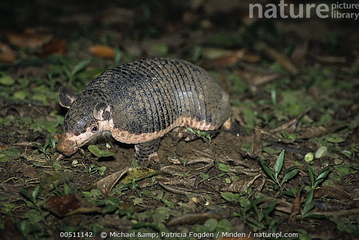 Stock photo of Northern Naked-tailed Armadillo (Cabassous centralis ...