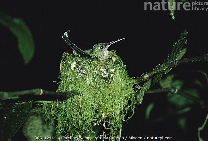Violet Crowned Hummingbird Female