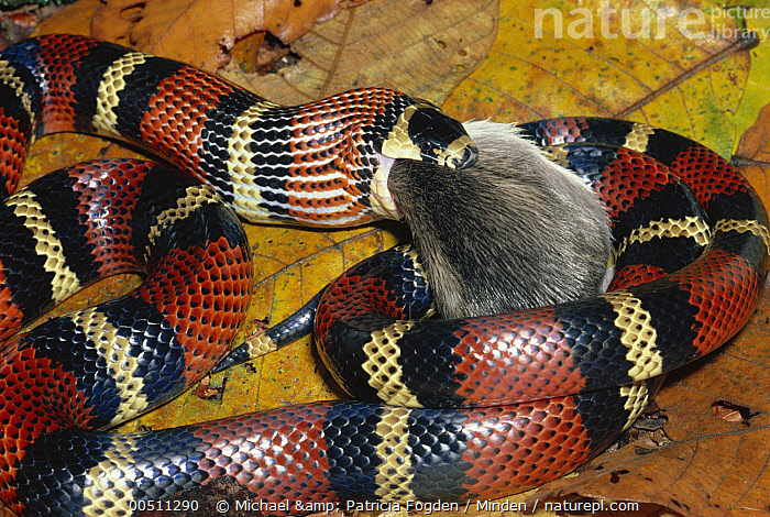 Stock photo of Milk Snake (Lampropeltis triangulum) a Kingsnake ...