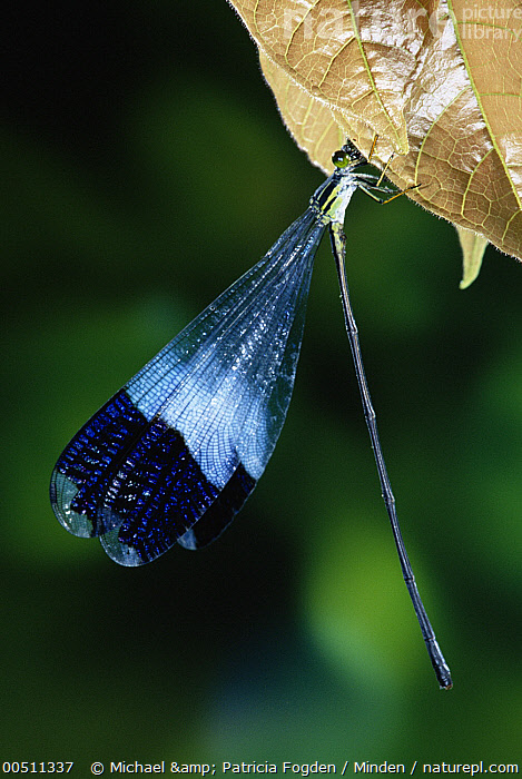 Stock photo of Blue Helicopter Damselfly (Megaloprepus coerulatus) in ...