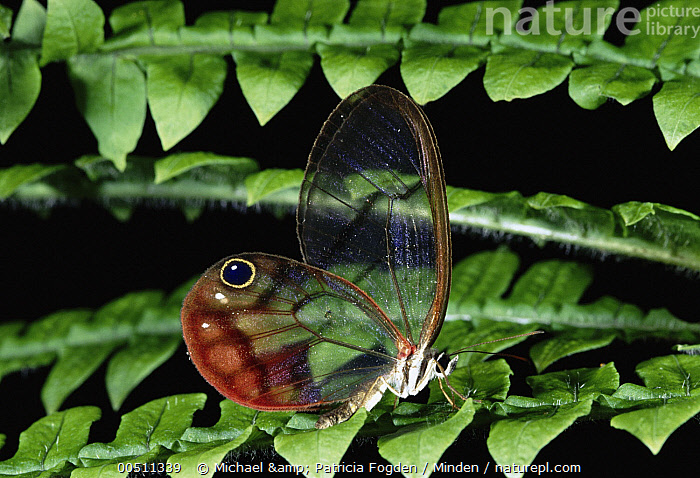 Stock photo of Blush Butterfly (Cithaerias menander) on fern leaf in ...
