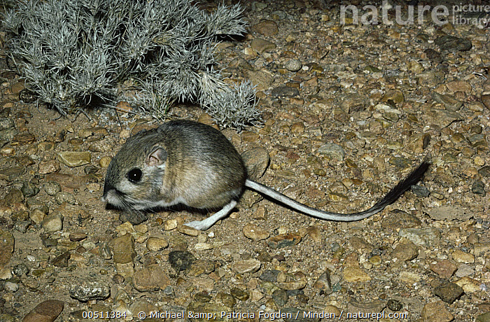 Stock photo of Merriam's Kangaroo Rat (Dipodomys merriami) deserts of ...
