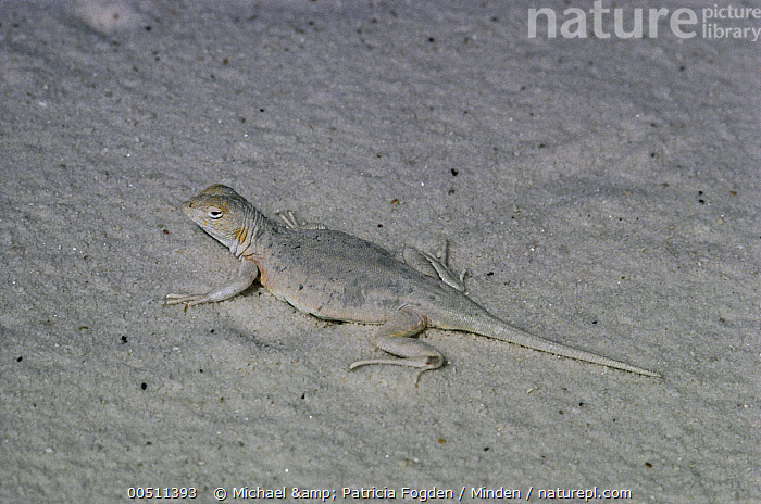 Stock photo of Lesser Earless Lizard (Holbrookia maculata) camouflaged ...