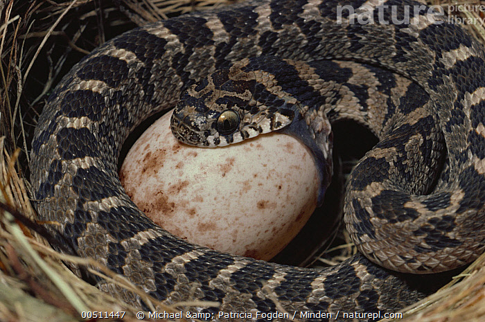 Stock photo of Common Egg-eating Snake (Dasypeltis scabra) swallowing ...