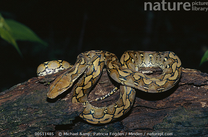 Stock photo of Reticulated Python (Python reticulatus) coiled on tree ...