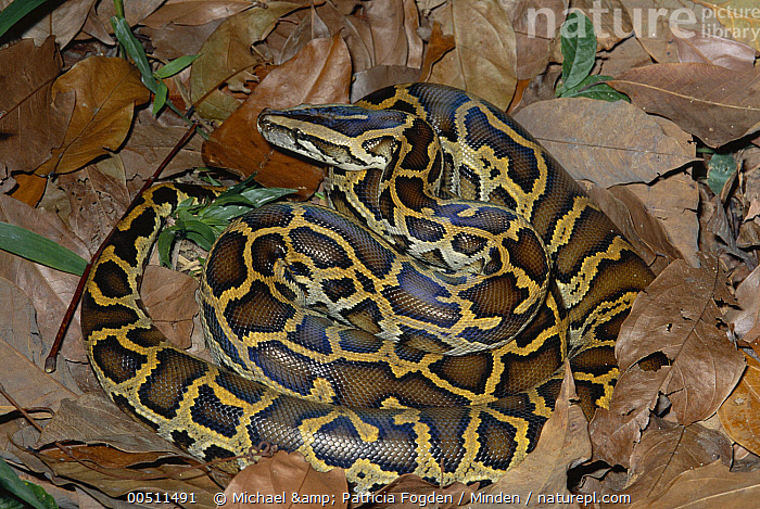 Stock photo of Asian Rock Python (Python molurus) captive portrait of ...