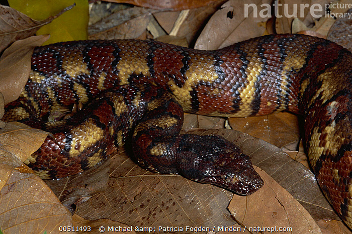 Stock photo of New Guinea Ground Boa (Candoia aspera) in leaf litter on ...