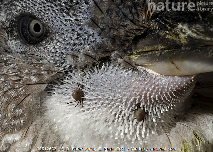 Stock photo of Little Blue Penguin (Eudyptula minor) chick with ticks ...