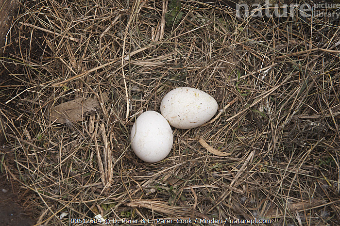 Stock photo of Little Blue Penguin (Eudyptula minor) eggs in nest ...