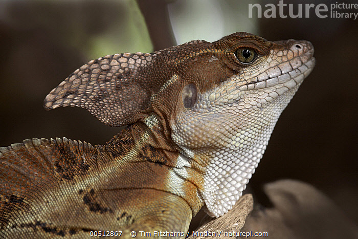 Stock photo of Common Basilisk (Basiliscus basiliscus) male, Costa Rica ...