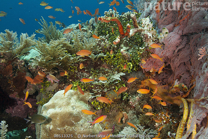 Stock photo of Redfin Anthias (Pseudanthias dispar) and Anthias ...