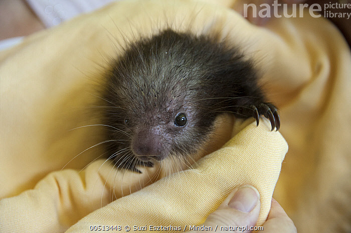 Stock photo of Paraguay Hairy Dwarf Porcupine (Sphiggurus spinosus ...