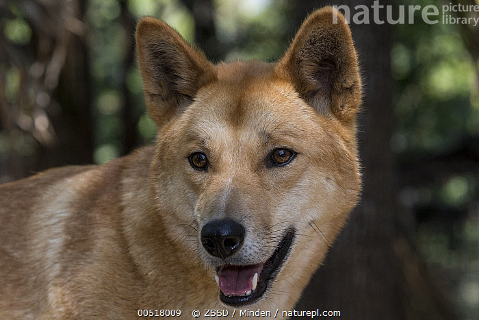 Stock photo of Dingo (Canis lupus dingo), Lone Pine Koala Sanctuary ...