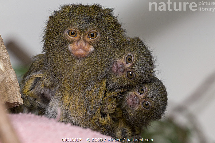 Stock photo of Pygmy Marmoset (Cebuella pygmaea) mother with babies ...