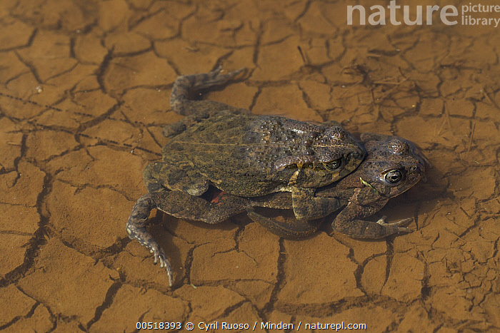 Stock photo of Panther Toad (Bufo regularis) pair in amplexus, Ruvubu ...