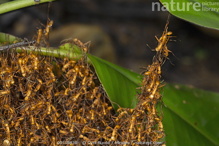 Stock photo of Army Ant (Eciton hamatum) group making temporary nest by ...