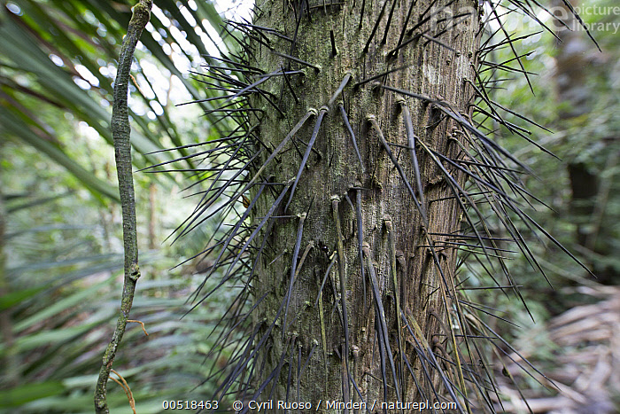 Stock photo of Bactris Palm (Bactris sp) defensive spikes on trunk ...