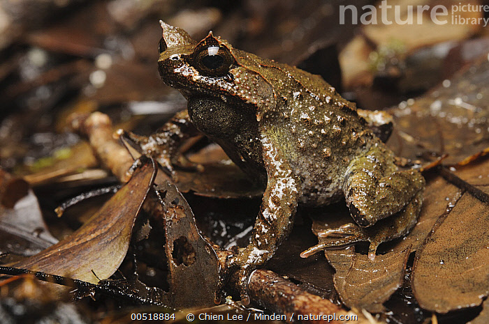 Stock photo of Mindanao Horned Frog (Megophrys stejnegeri) camouflaged ...