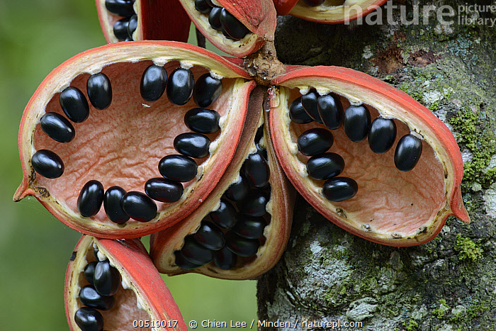 Stock photo of Kelumpang Sarawak (Sterculia megistophylla) split open ...