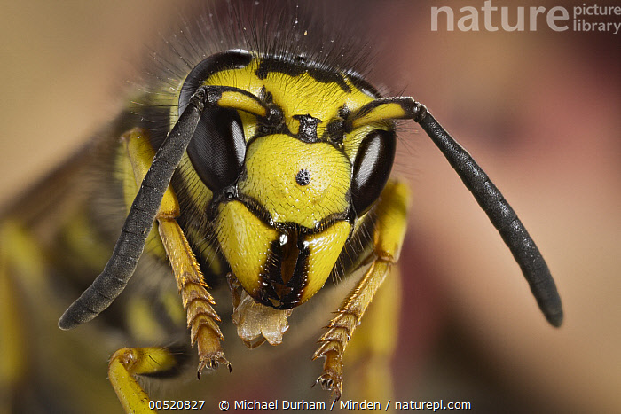 Stock photo of Wasp (Vespula sp), western Oregon. Available for sale on ...