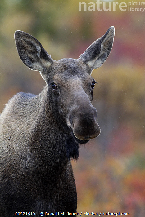 Stock photo of Alaska Moose (Alces alces gigas) female, Denali National ...