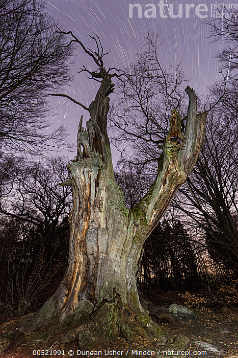 Stock photo of English Oak (Quercus robur) and winter star trails ...
