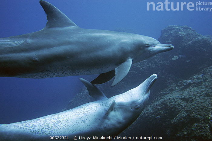 Stock photo of Indo-pacific Bottlenose Dolphin (Tursiops aduncus) pair ...
