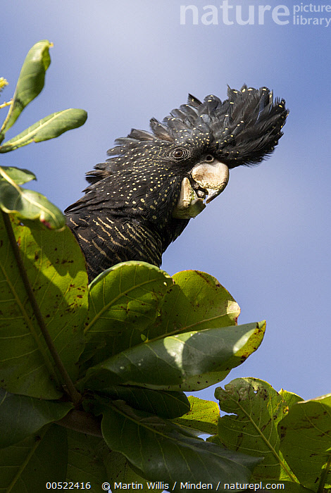Stock photo of Red-tailed Black-Cockatoo (Calyptorhynchus banksii ...