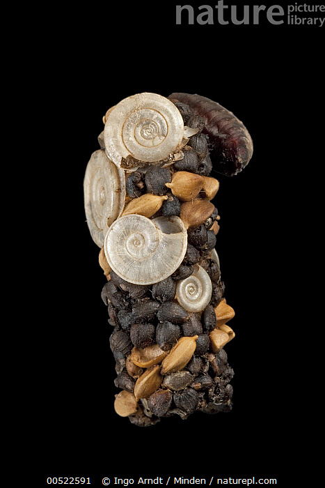 Stock photo of Caddis Fly (Limnephilus sp)larva atop case made of seeds ...