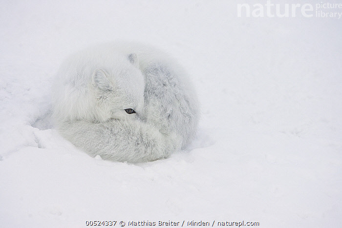 Stock photo of Arctic Fox (Alopex lagopus) curled up in the snow ...
