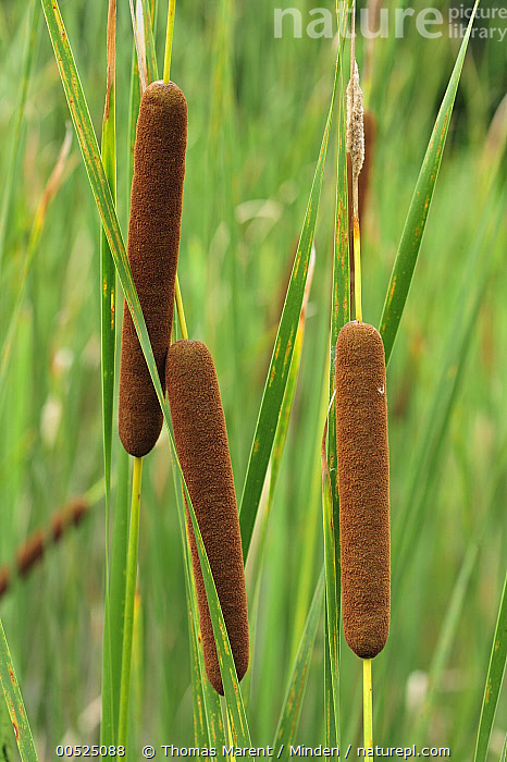 Stock photo of Lesser Bulrush (Typha angustifolia), Switzerland ...