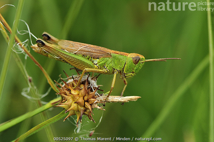 Stock photo of Large Gold Grasshopper (Chrysochraon dispar ...