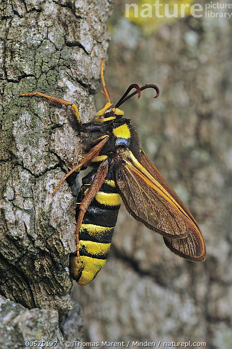 Stock photo of Hornet Moth (Sesia apiformis) recently hatched ...