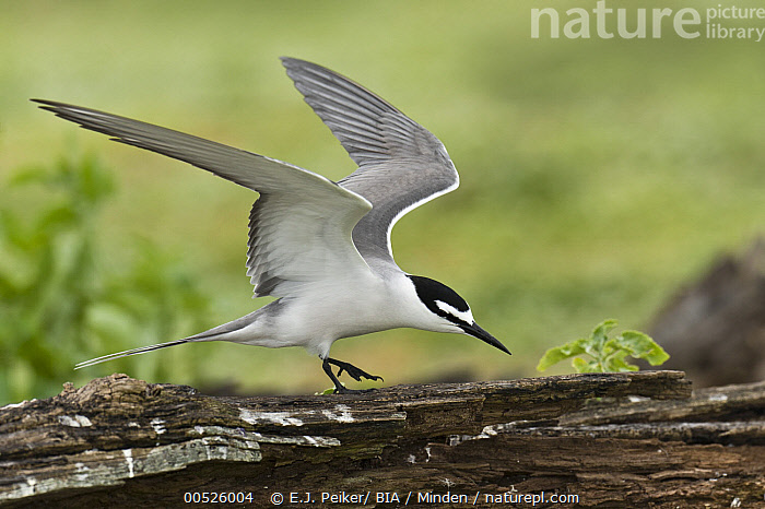Stock photo of Spectacled Tern (Onychoprion lunatus), Midway Atoll ...