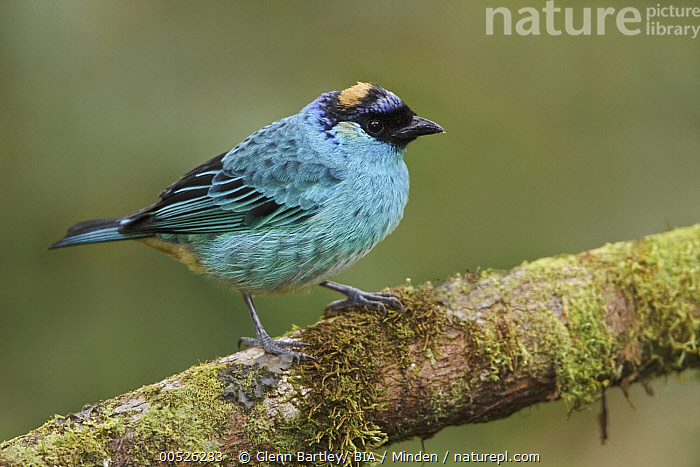 Stock photo of Golden-naped Tanager (Tangara ruficervix), Ecuador ...